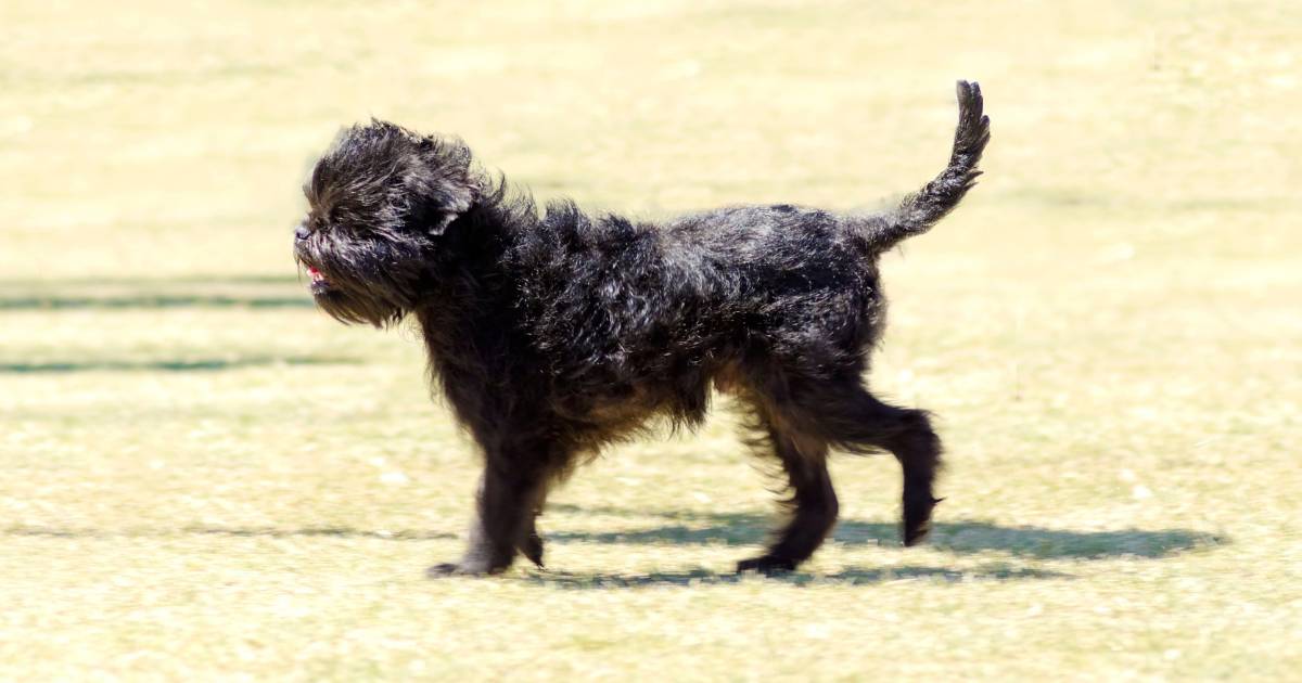 9 Dog Breeds That Weigh 10 Lbs (4.5 Kg)