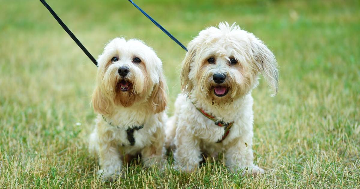 9 Dog Breeds That Weigh 10 Lbs (4.5 Kg)