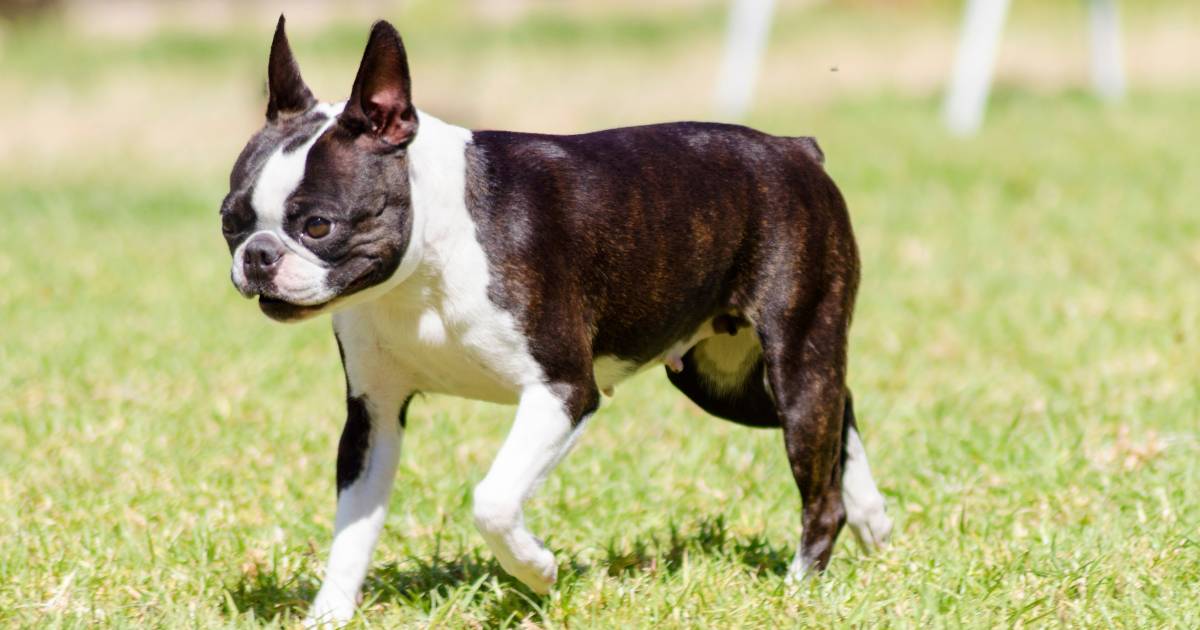 9 Dog Breeds That Weigh Around 25 Lbs (11.3 Kg)