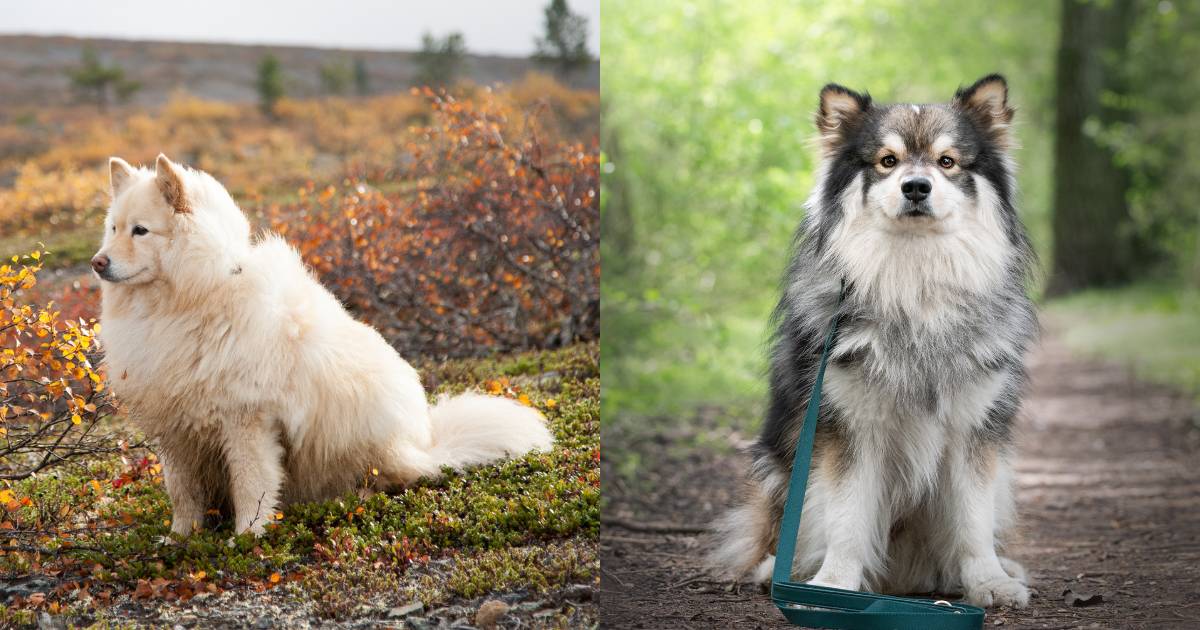 9 Dog Breeds That Weigh Around 35 Lbs (15.9 Kg)