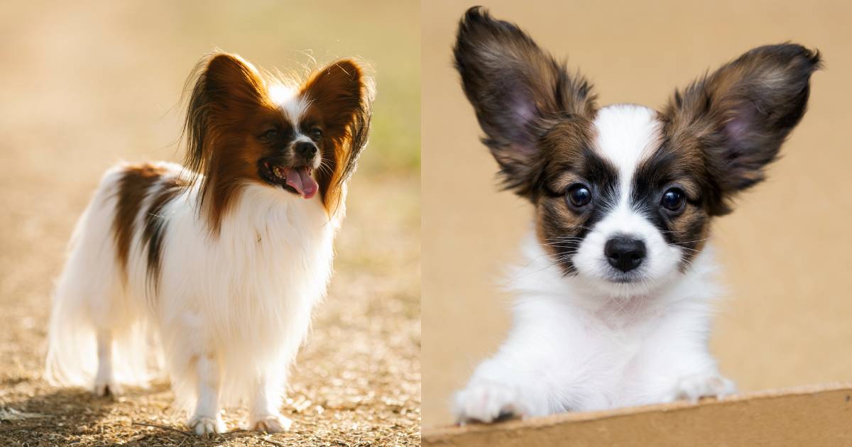 9 Dog Breeds That Weigh 10 Lbs (4.5 Kg)