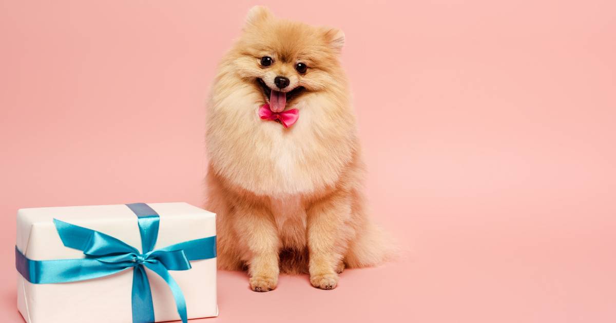 9 Dog Breeds That Weigh 10 Lbs (4.5 Kg)