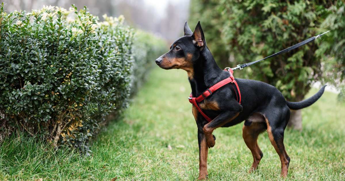 7 Dog Breeds That Weigh 5 Lbs (2.27 Kg)