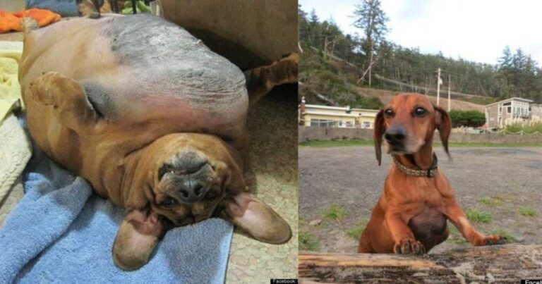5 Real Life Success Stories Of Dogs Achieving Healthy Weight Goals