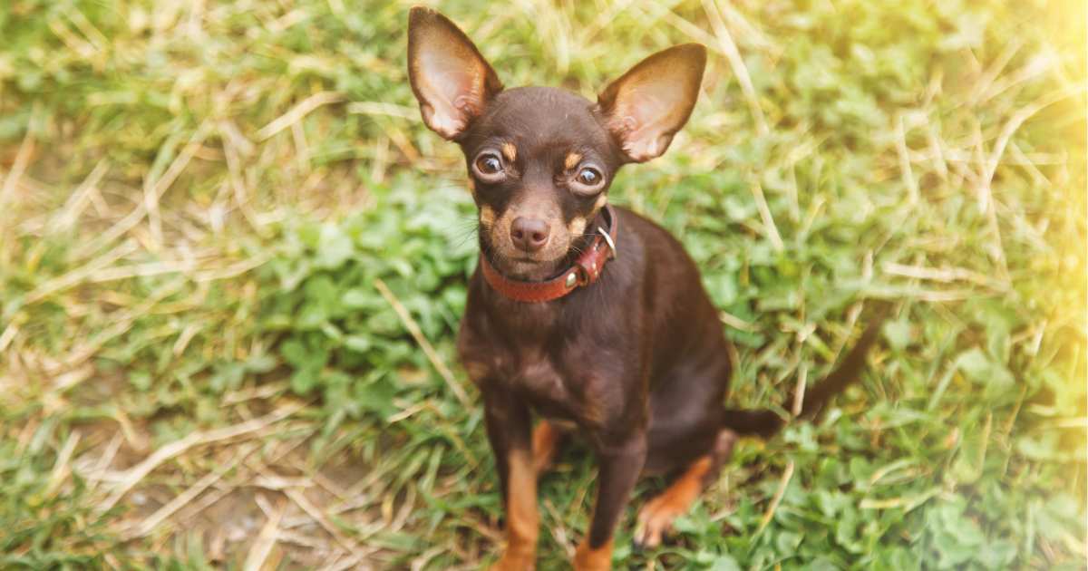 7 Dog Breeds That Weigh 5 Lbs (2.27 Kg)