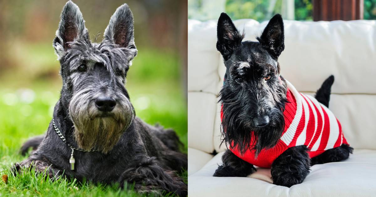 9 Dog Breeds That Weigh Around 25 Lbs (11.3 Kg)