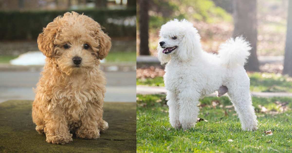 7 Dog Breeds That Weigh 5 Lbs (2.27 Kg)