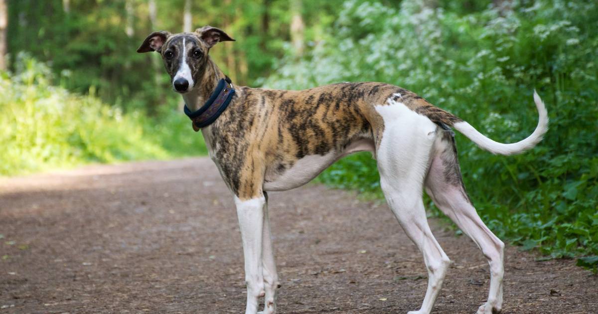 9 Dog Breeds That Weigh Around 35 Lbs (15.9 Kg)