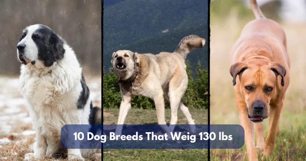 8 Dog Breeds That Weigh Around 85 Lbs (38.5 Kg)