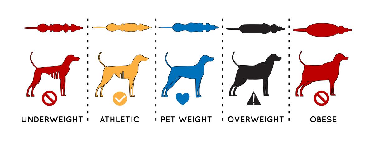 Why Monitoring Dog Weight Is Important For Early Health Detection?