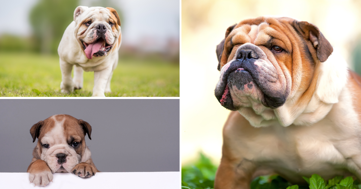 10 Dog Breeds That Weigh Around 40 Lbs (18.1 Kg)
