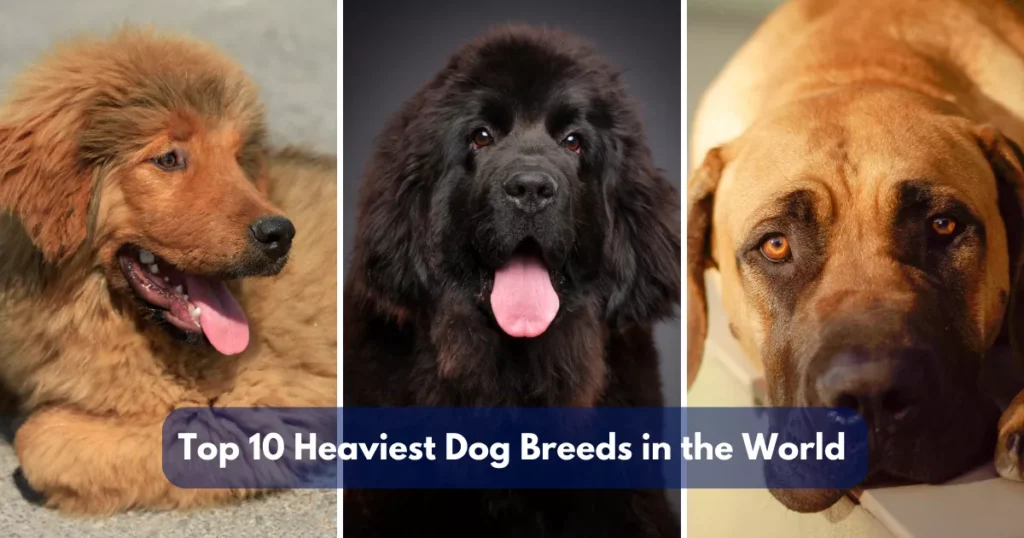 10 Dog Breeds That Weigh Around 200 Lbs (90.7 Kg)