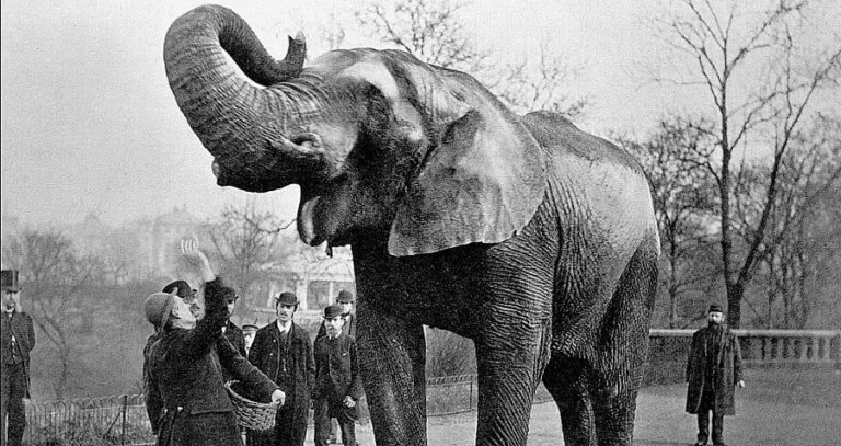 9 Heaviest Elephants Ever Recorded In History